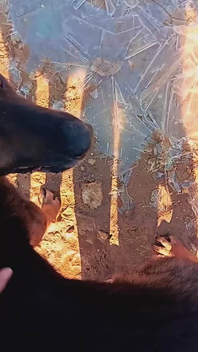 "Пожалуйста, вон!" ❥ Приют в Малинках #приютдляживотных