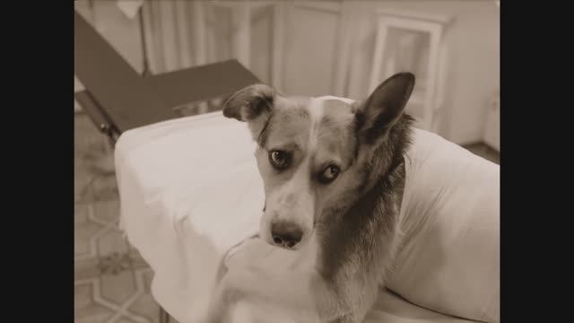 Ты зачем доктора укусил? Фрагменты из фильма "Собачье сердце". 1988 г.