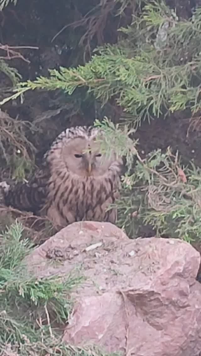 Сова Неясыть 27.03.2026