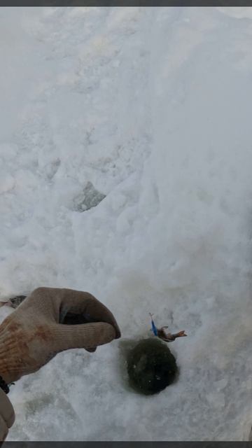 Раздача окуня на озере! ловля на балансир в марте 2026!