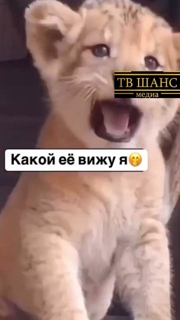 Мама и дочка... #мама #мать #лев #семья #львенок #рычит #дочь #дети #ругаются #спор #детки #дочка