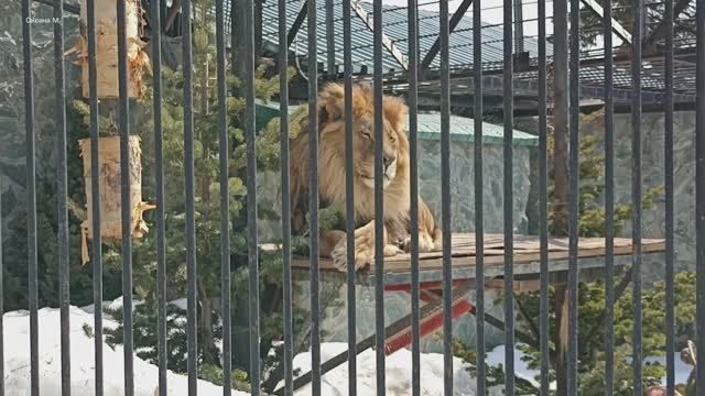 Тигр, пума, лев, волки, рыси, лисы, еноты-полоскуны.mp4