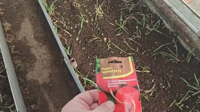 Супер редис - Черриэт F1 - отличный редис для средней полосы.