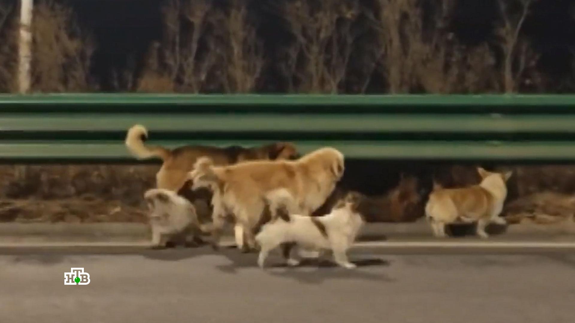 В Китае семь псов сбежали от пожирателей собак и вернулись домой | «Центральное телевидение»