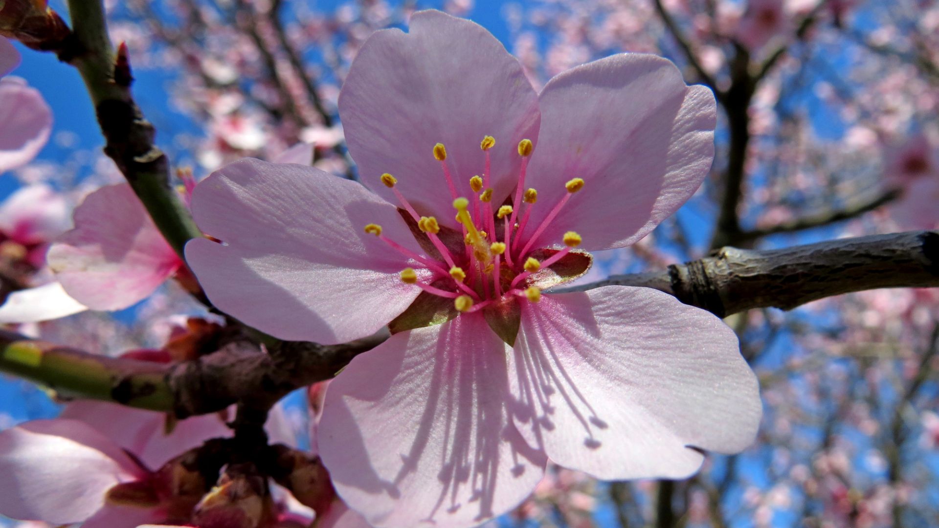 Очарование цветущего миндаля. Март.