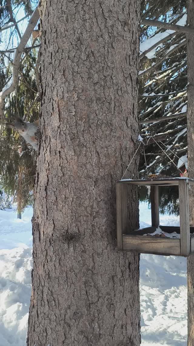 Встретилась парочка белок, и передумали спускаться в кормушку