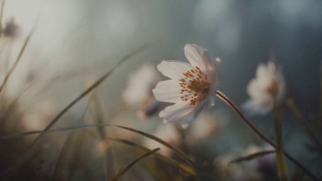 video_263 Воскрешение