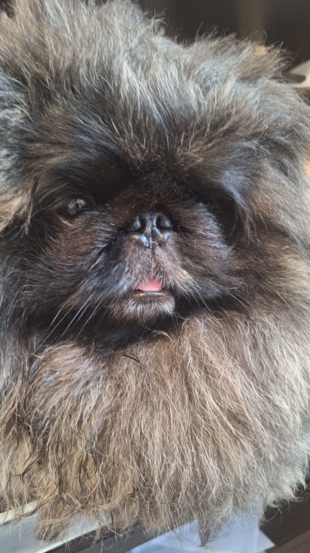 Пекинес Дендик занял весь стол