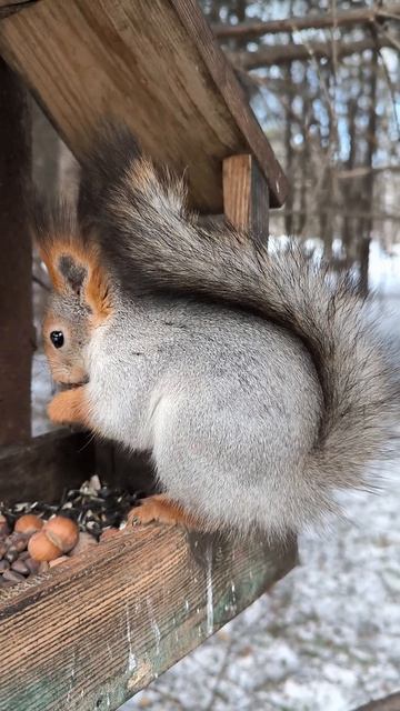 Белочка в кормушке