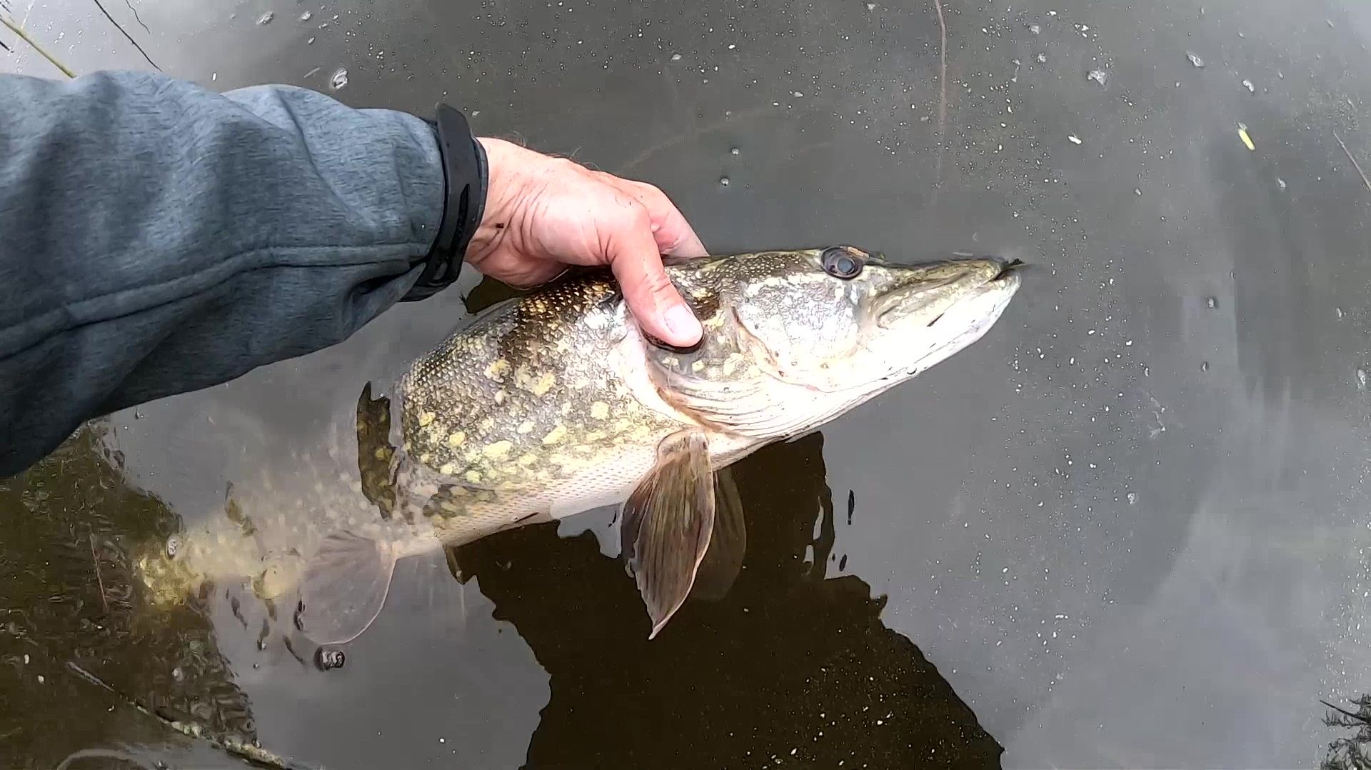 БЛЕСНА которая ВЫРУЧАЕТ летом на щуку.  Ловля щуки на спиннинг.  Рыбалка на щуку с лодки.