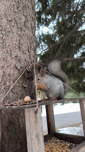Белка крадется за кедровыми орешками