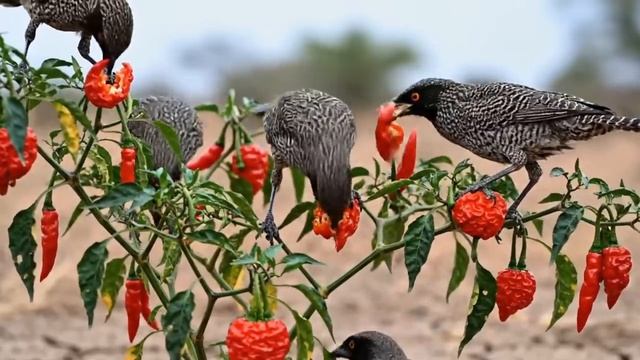 Жизнь  2.4 Миллиона лет назад _ Prehistoric Human Eats Super Spicy Chili for the First Time