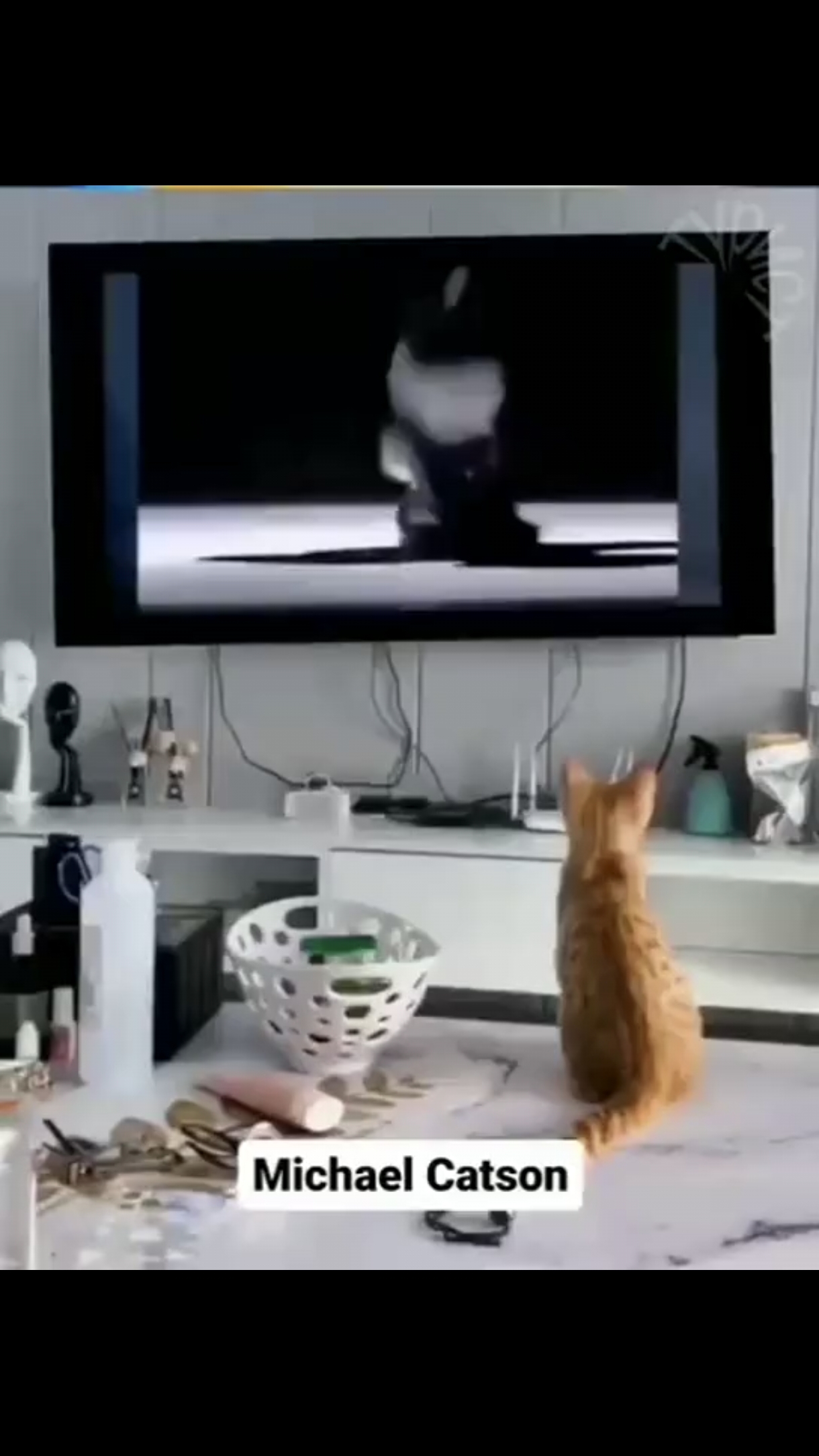 Майкл Кэтсон 🐈