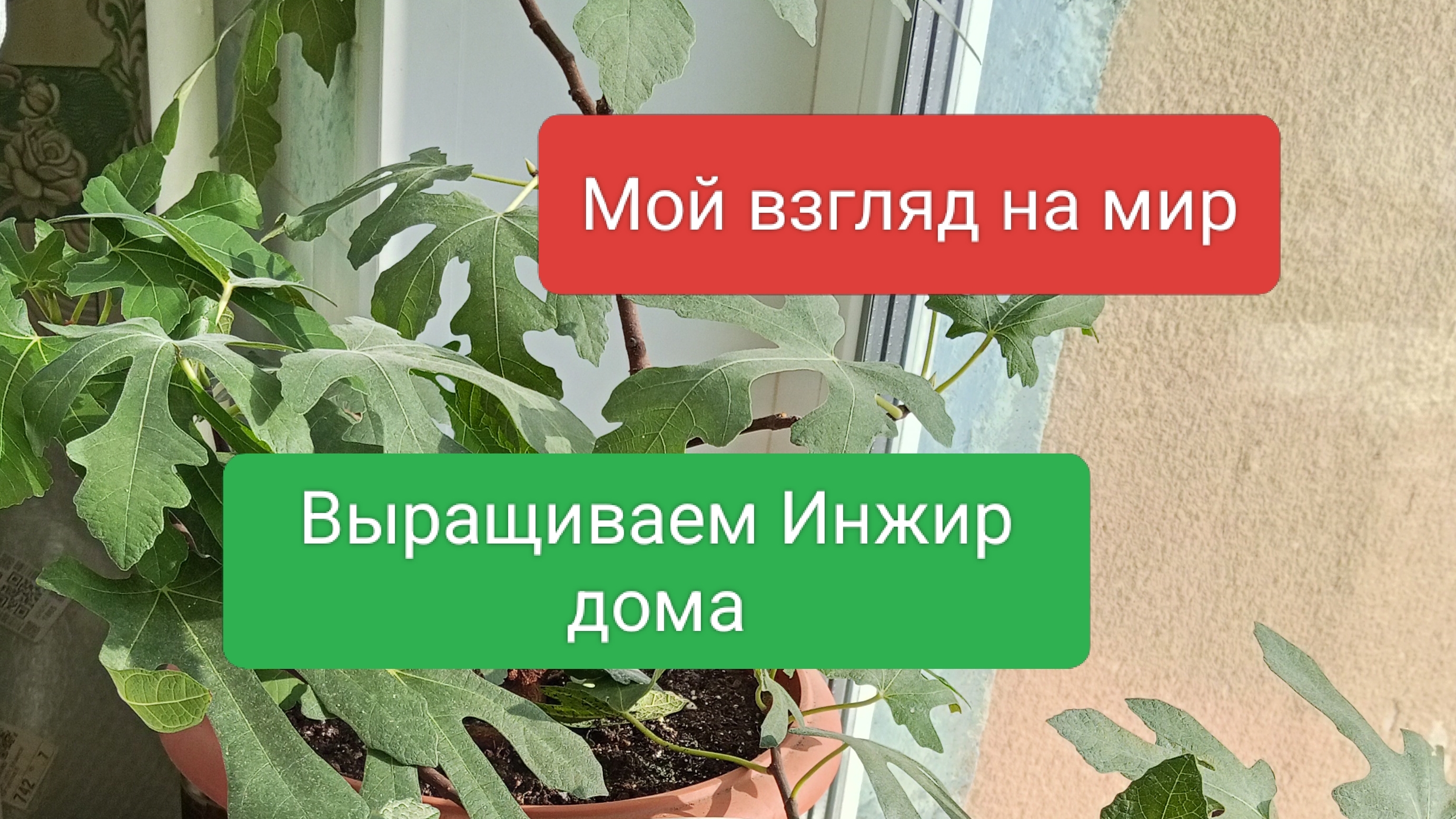 Выращиваем инжир дома 28-03-2026