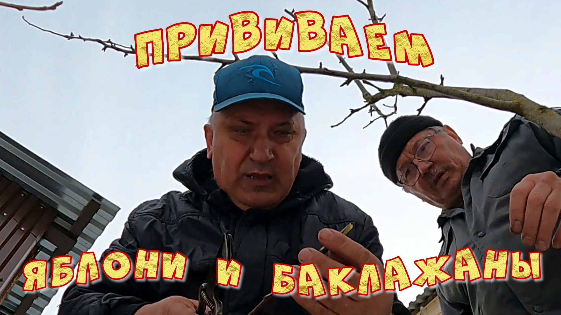 ПРИВИВАЕМ ЯБЛОНИ И БАКЛАЖАНЫ