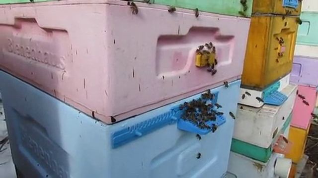 весна на пасеке, пчела карника на ячейке 4,9 мм, основной леток в улье верхний в корпусе, 28.03.2026