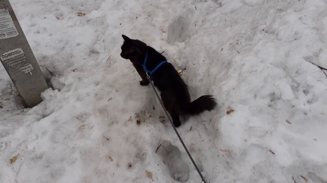 На улице котик Мишка.