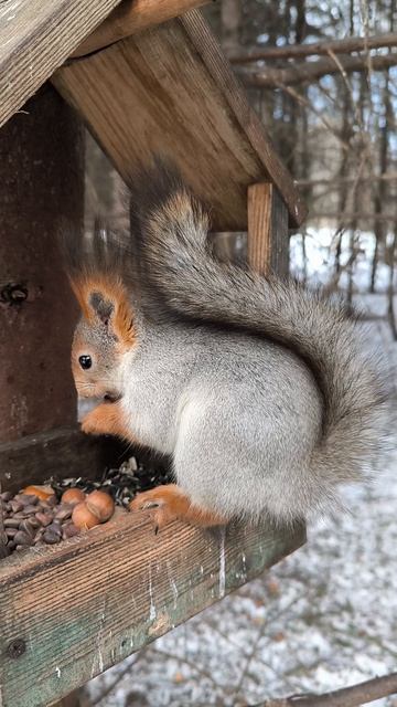 Белочка грызёт кедряшки в кормушке