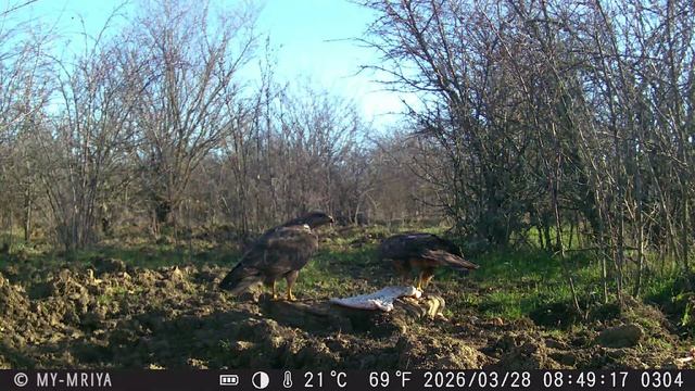 Фотоловушка на лесной кормушке. 28.03.2026г. Канюки