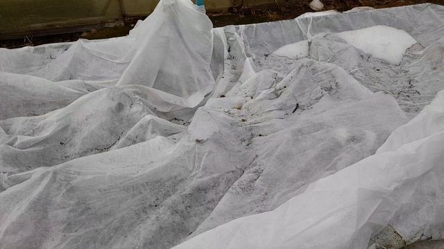 ПОСАДИЛА ЮККУ. РАСКРЫЛА РОЗЫ.