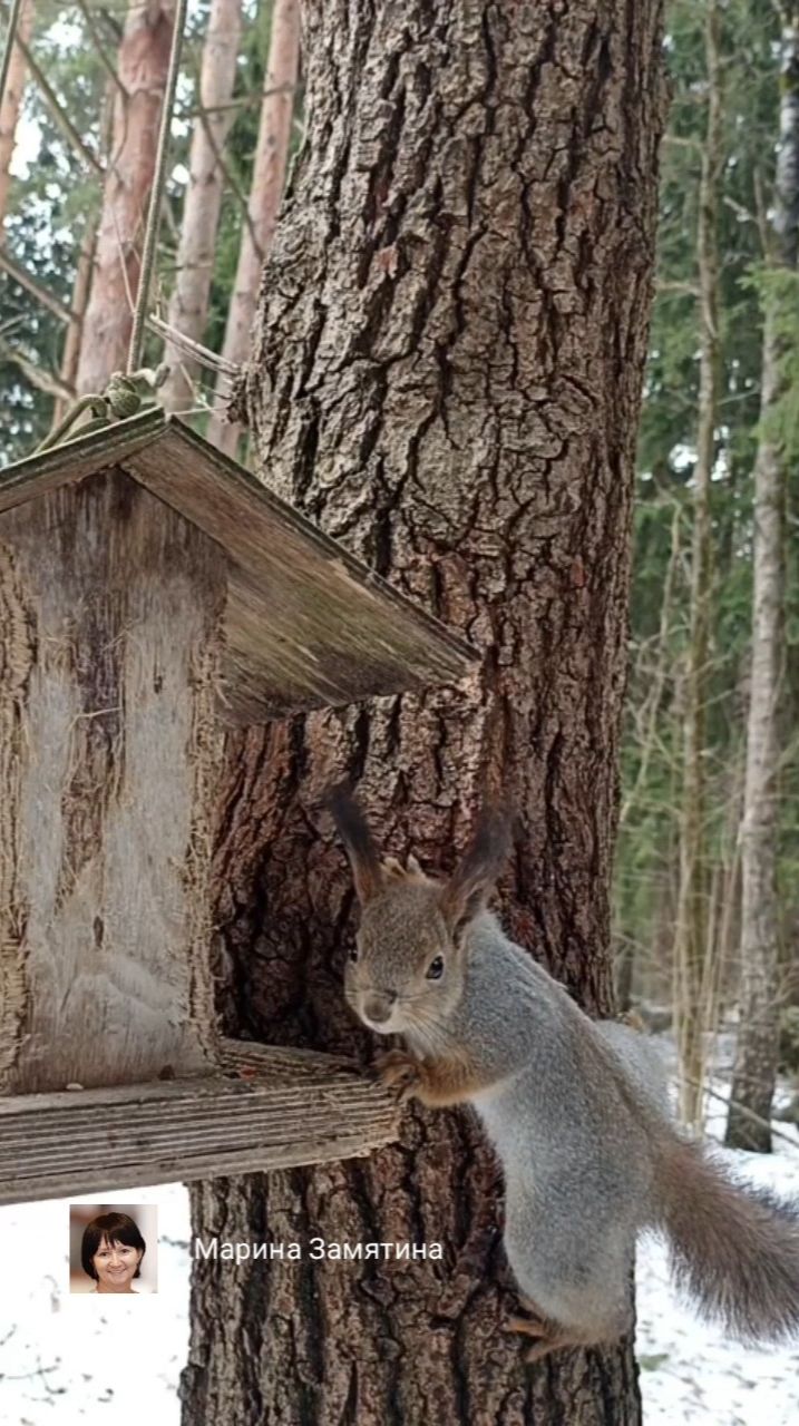 Прогулка по лесу.