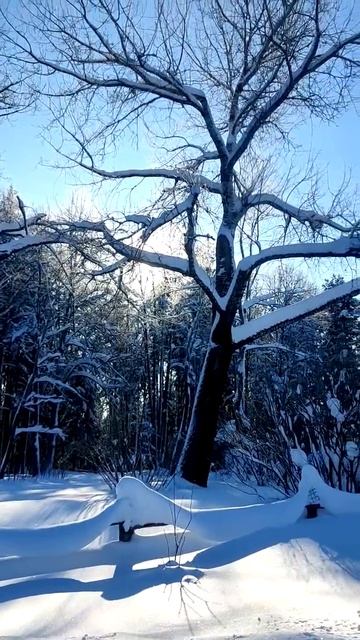 ЗИМНЯЯ СКАЗКА. А.Блок. Шахматово...