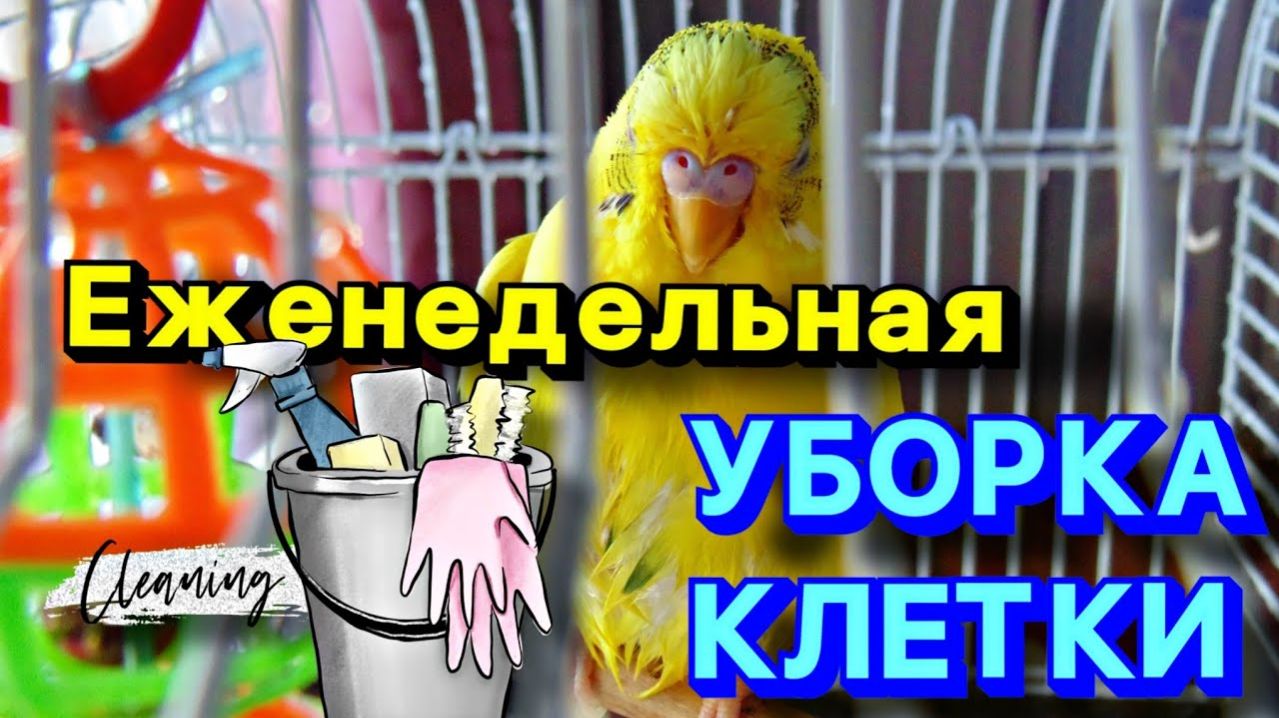 КАК Я ДЕЛАЮ ЕЖЕНЕДЕЛЬНУЮ УБОРКУ КЛЕТКИ ВОЛНИСТЫХ ПОПУГАЕВ? КАК ЧИЩУ КЛЕТКУ МОИХ ПТИЦ!