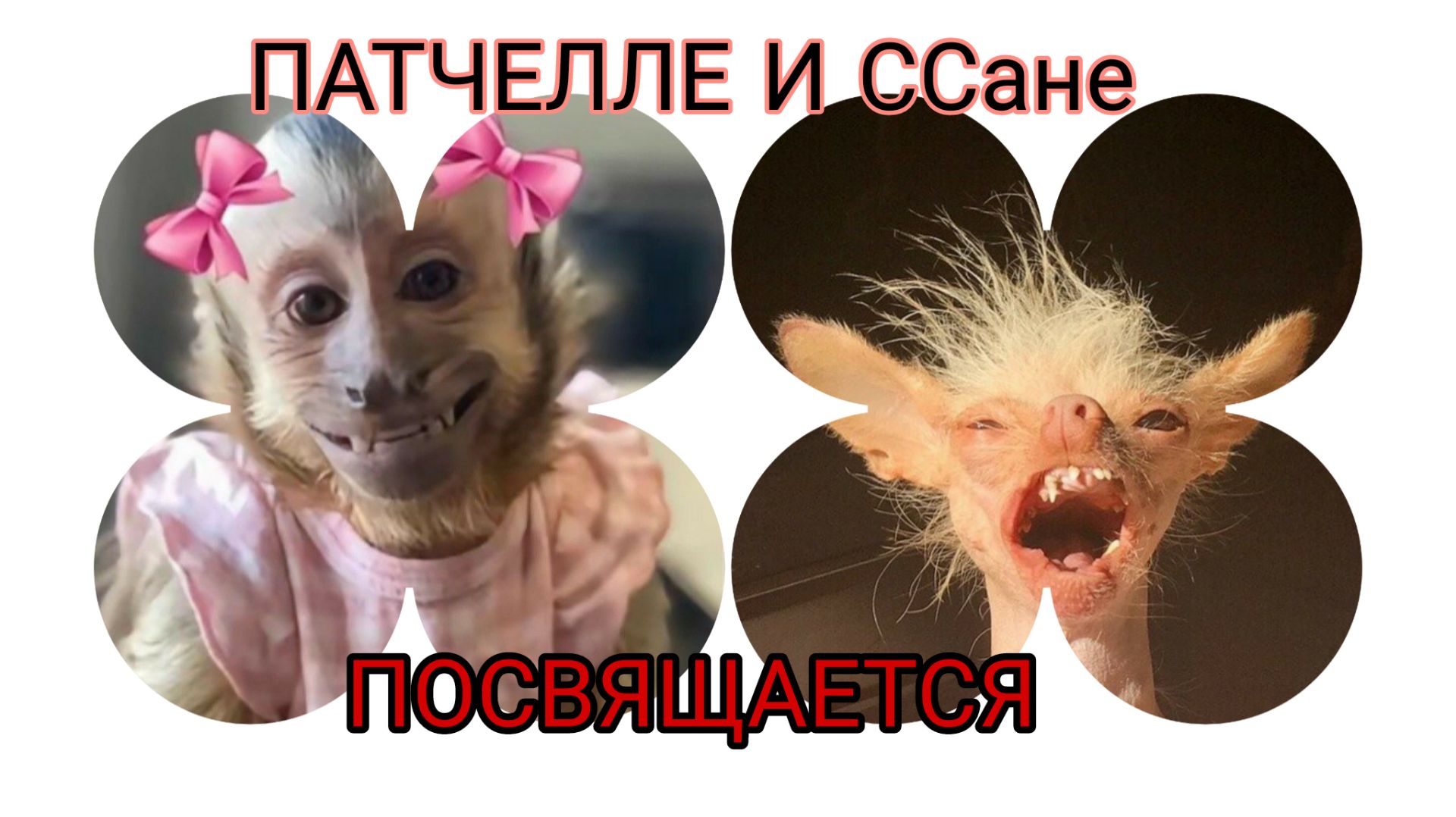 Патчелла + ССаня =