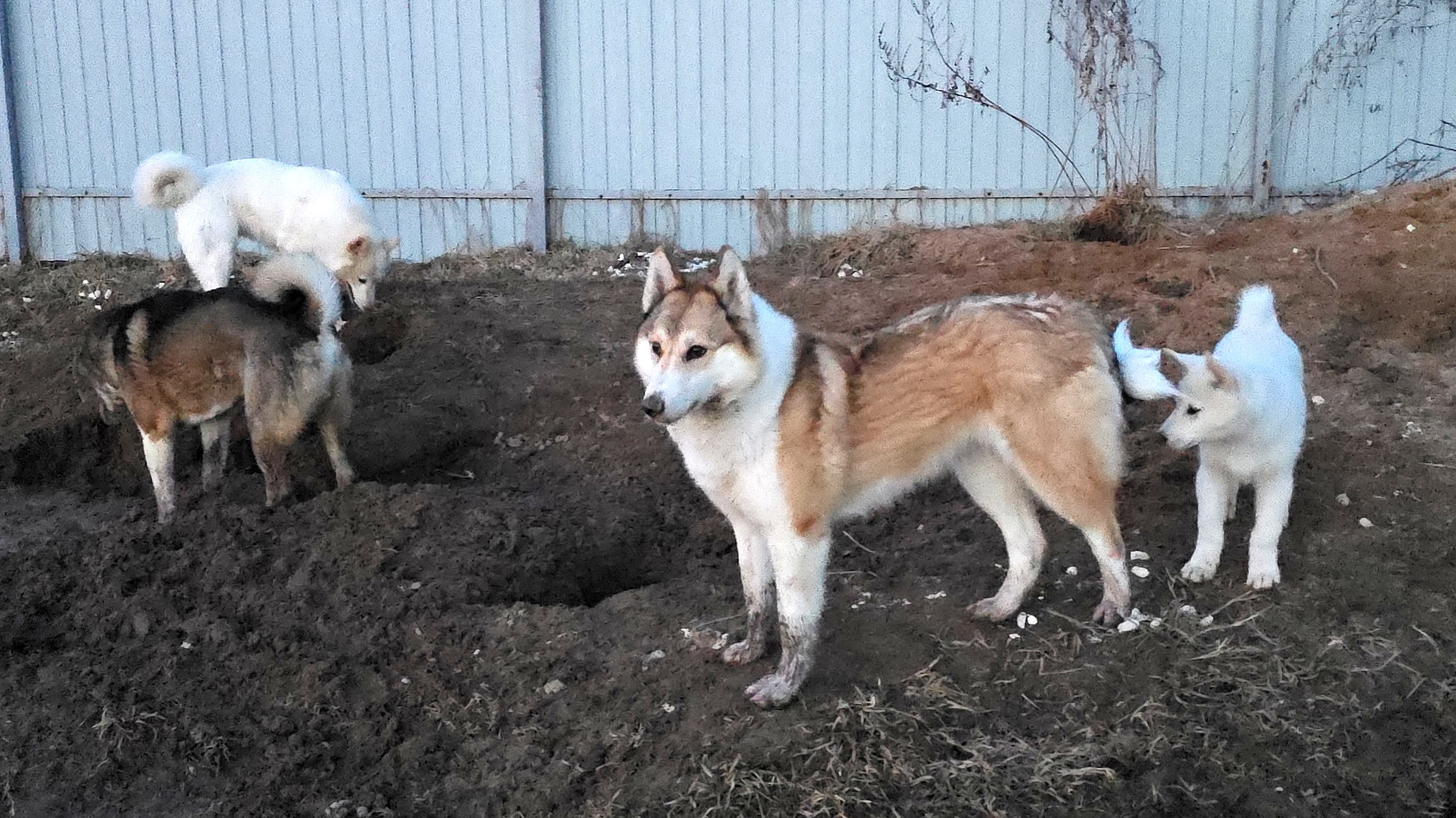 Щенок в стае лаек