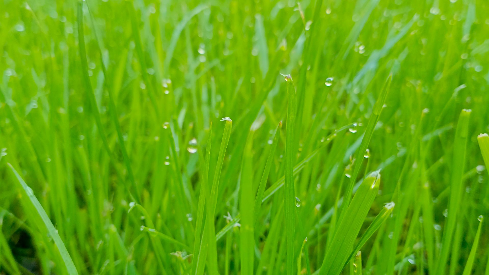 5. Как посадить газон, ландшафт своими руками