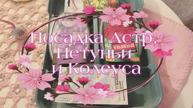 Посеяла Колеус, Петунью и Астры🌸