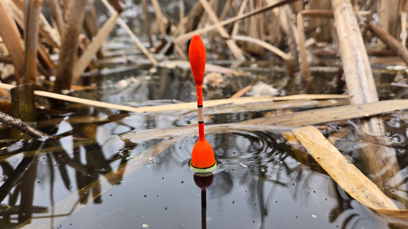 ПЕРВАЯ РЫБАЛКА НА ПОПЛАВОК В АПРЕЛЕ. ЗАКОРМИЛ У КАМЫША.