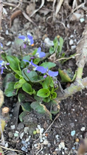 ДНР. Харцызск. Цветы у дома. 28.03.2026. Фиалка душистая