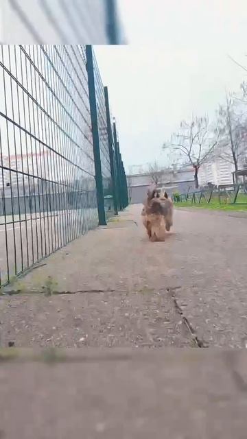 Пора стричь йорка 2 часть