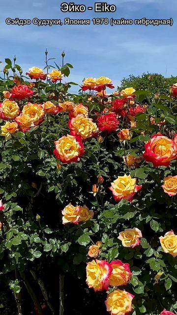 «Редкая японская чайно-гибридная Эйко в полном цвет