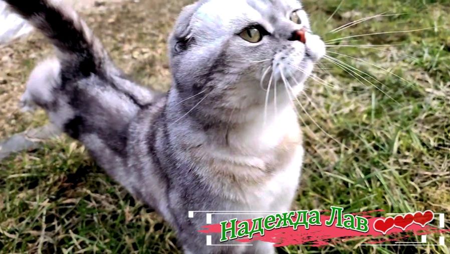 Скворцы, подснежники, причёска и закат!