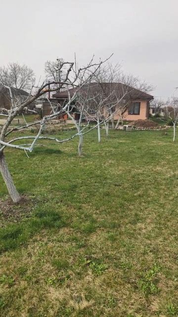 25 марта покрасил деревья в саду по-новому.