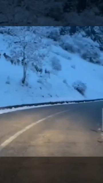 На рассвете после ночного снегопада  в районе Галлио, на плато Сетте-Комуни.