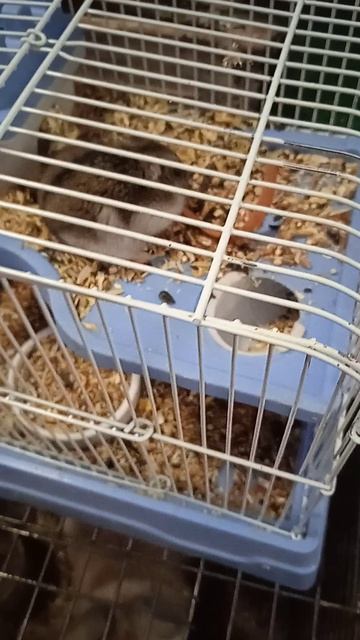 Обед грызунов