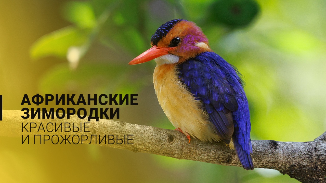 Зимородки Африки. Красивые и прожорливые...