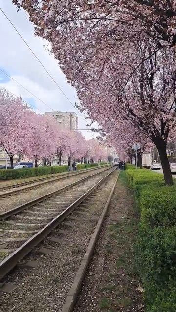 Цветущие сливы "Писсарди". 29.03.26 г.