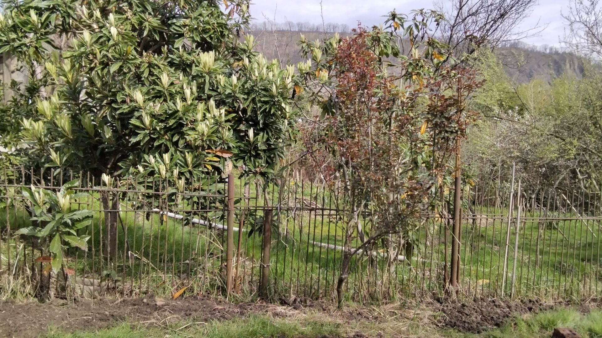 Весна в Сочи 29.03.2026