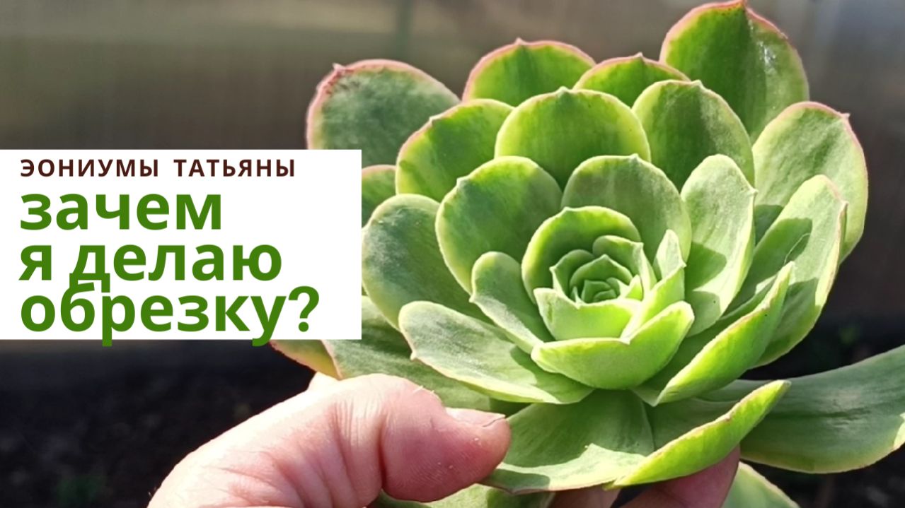 235. Зачем я делаю обрезку эониумов