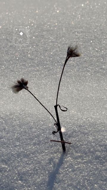 +4 градуса — это Весна ☀️ #крякаемоприроде