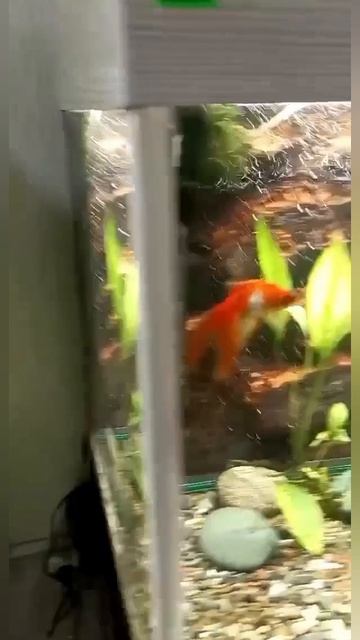 🐟🐠🪸 Волшебная атмосфера 🌵🪴(ч.5)