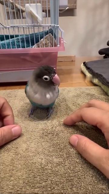 хозяйка, зачем тебе бездушная игрушка, у тебя есть я!