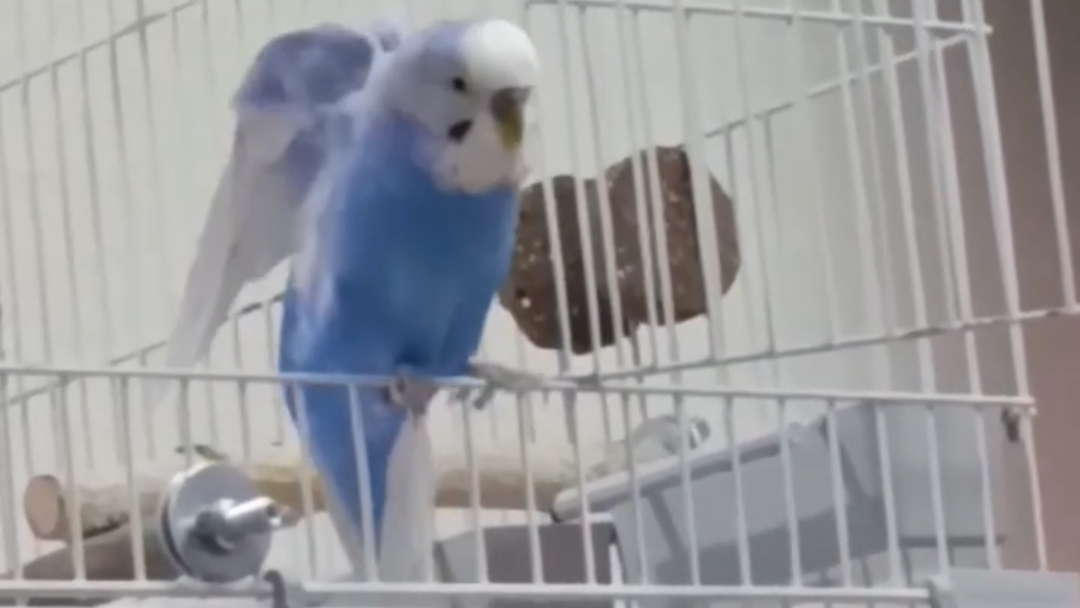 Попугай-йог взорвал интернет 🙀 #shortsviral #животные #попугай