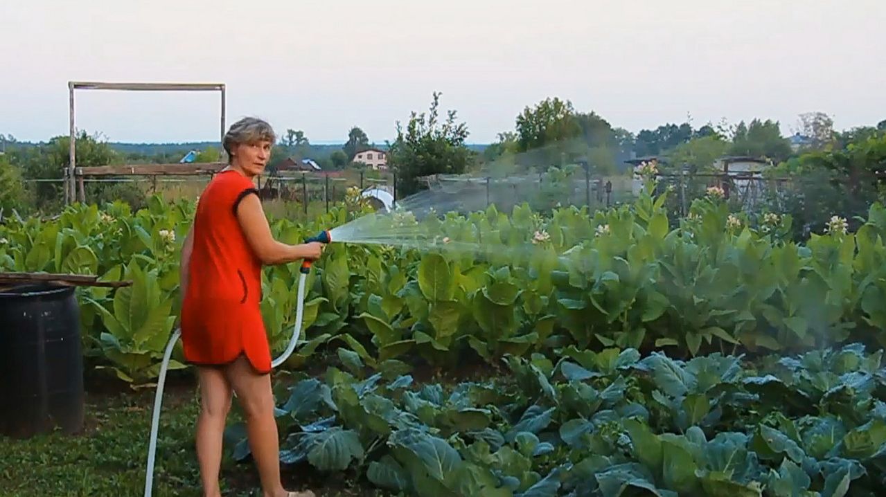 ТАБАЧНЫЙ ИЮЛЬ 2018 НА ОГОРОДЕ: ОБЗОР ПОСАДОК ПО СОРТАМ, 1 ЛОМКА ТАБАКА «Сады порока» 3 сезон 2 серия