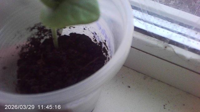 Обзор и полив кабачкового растения сорта "Грибовские". Посадка 20 марта.