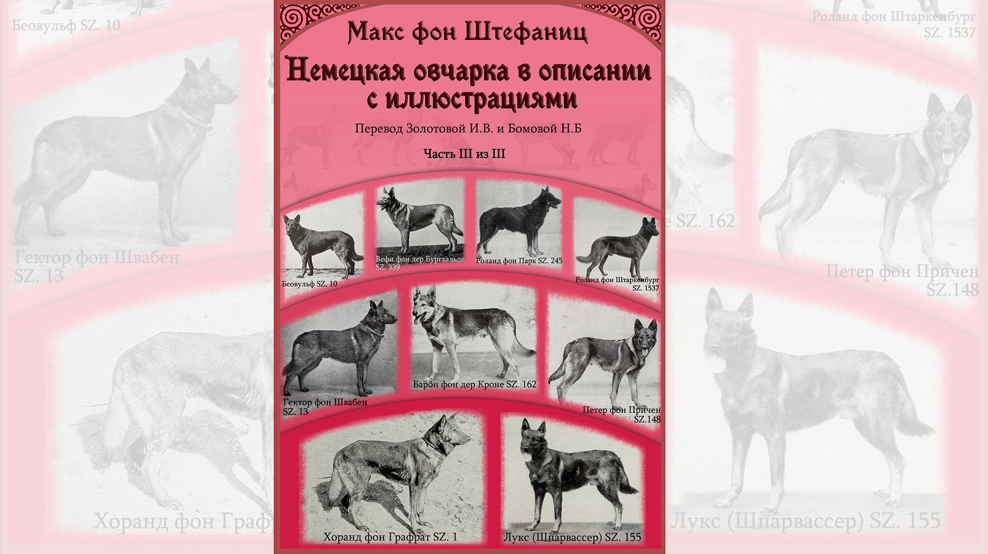 3_1 Ознак фрагмент Макс фон Штефаниц Немецкая овчарка в описании с иллюстрациями